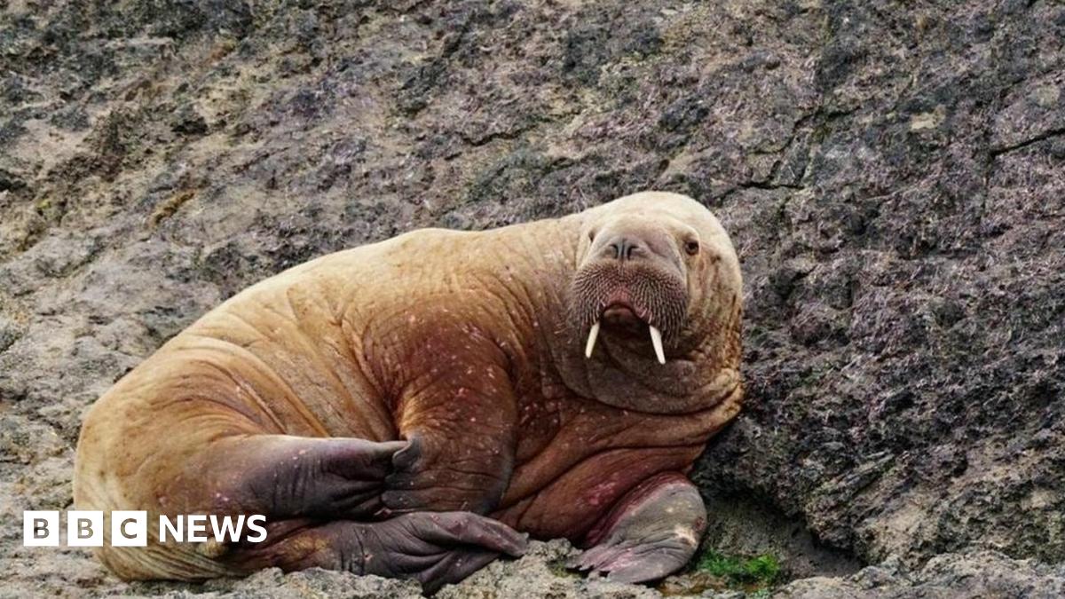 Walrus spotted in Wales, days after one seen off Ireland - BBC News
