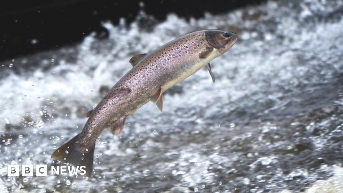 Call for action over 'unprecedented collapse' of salmon run - BBC News