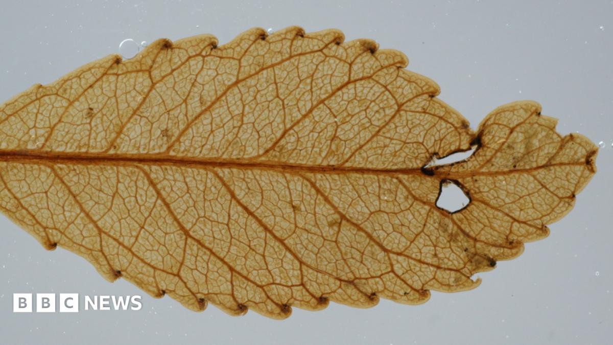 'Mummified' plants give glimpse of Earth's future - BBC News