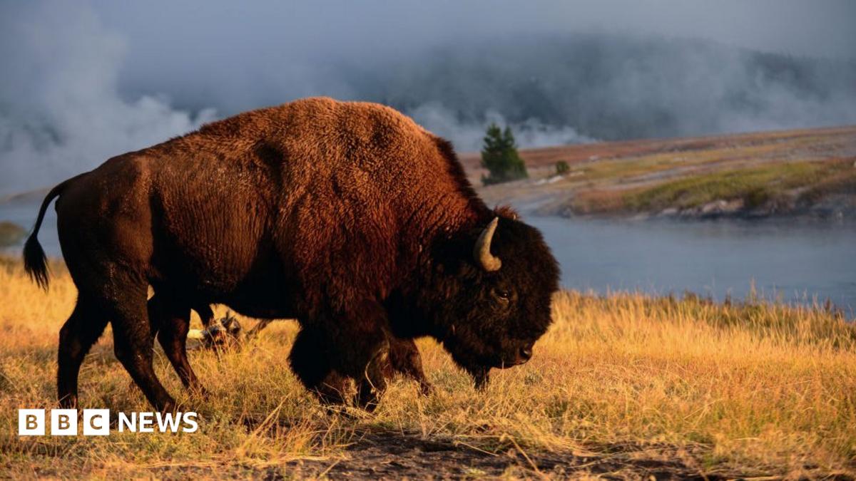 Bison attacks woman at Yellowstone National Park - BBC News