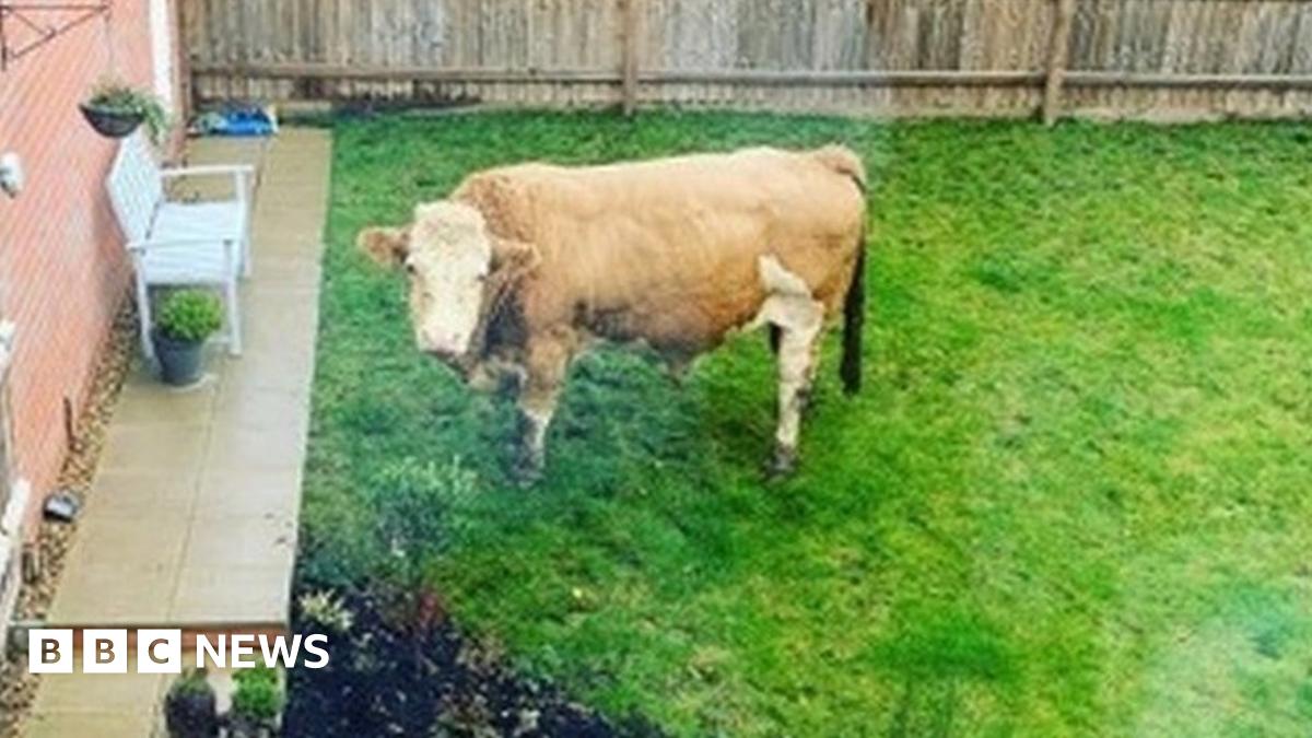 Woman awakes to find bull in back garden - BBC News