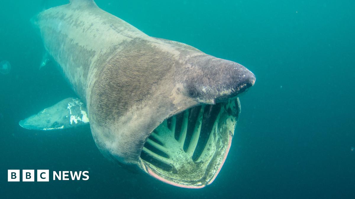 Hundreds of sharks seen on Scotland's west coast - BBC News