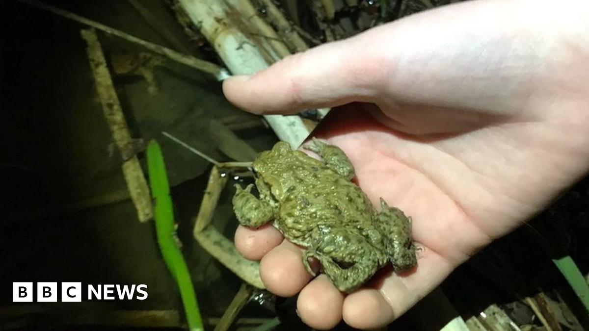 Cambridge trail users urged to watch out for crossing toads - BBC News
