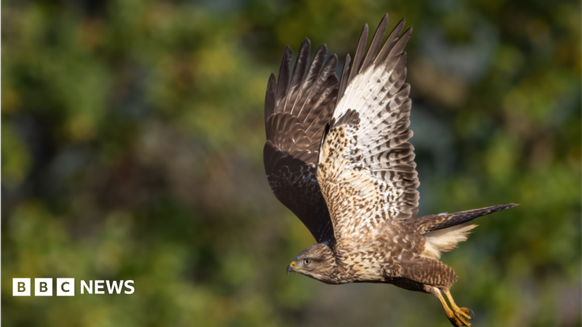 Police appeal after buzzard shot in North Yorkshire Moors - BBC News