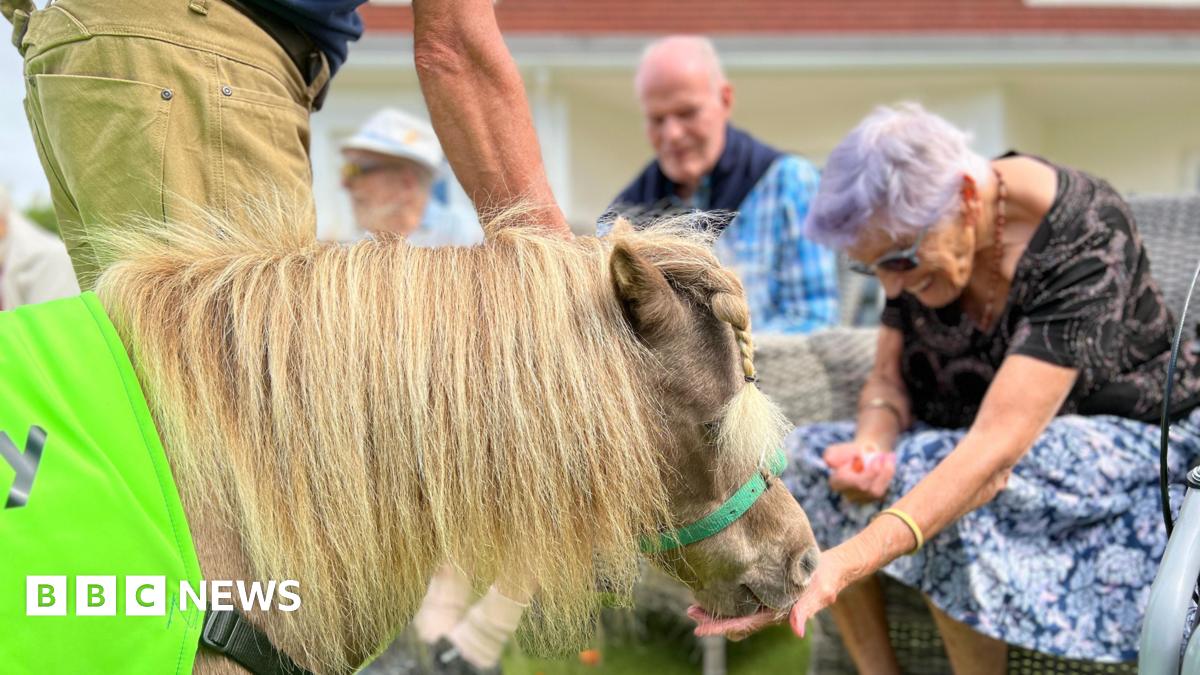 Shetland ponies provide animal therapy at Jersey care homes - BBC News