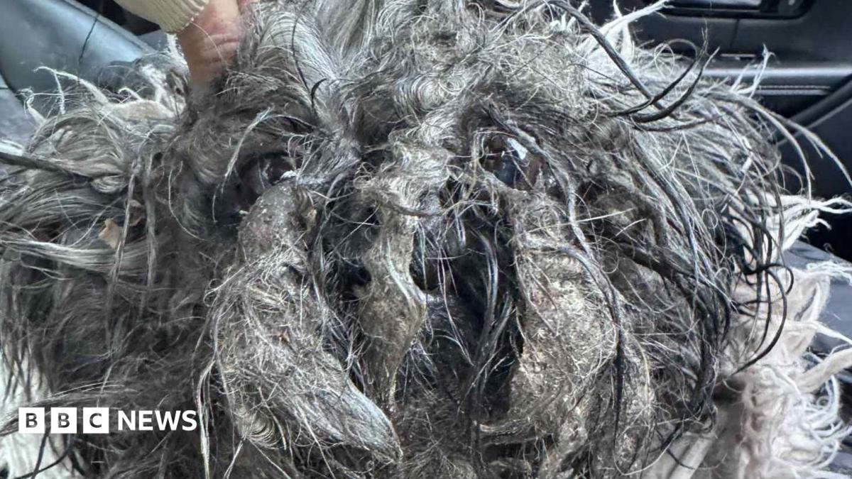 Melling rescue takes in dog in 'worst case of neglect' it has seen ...