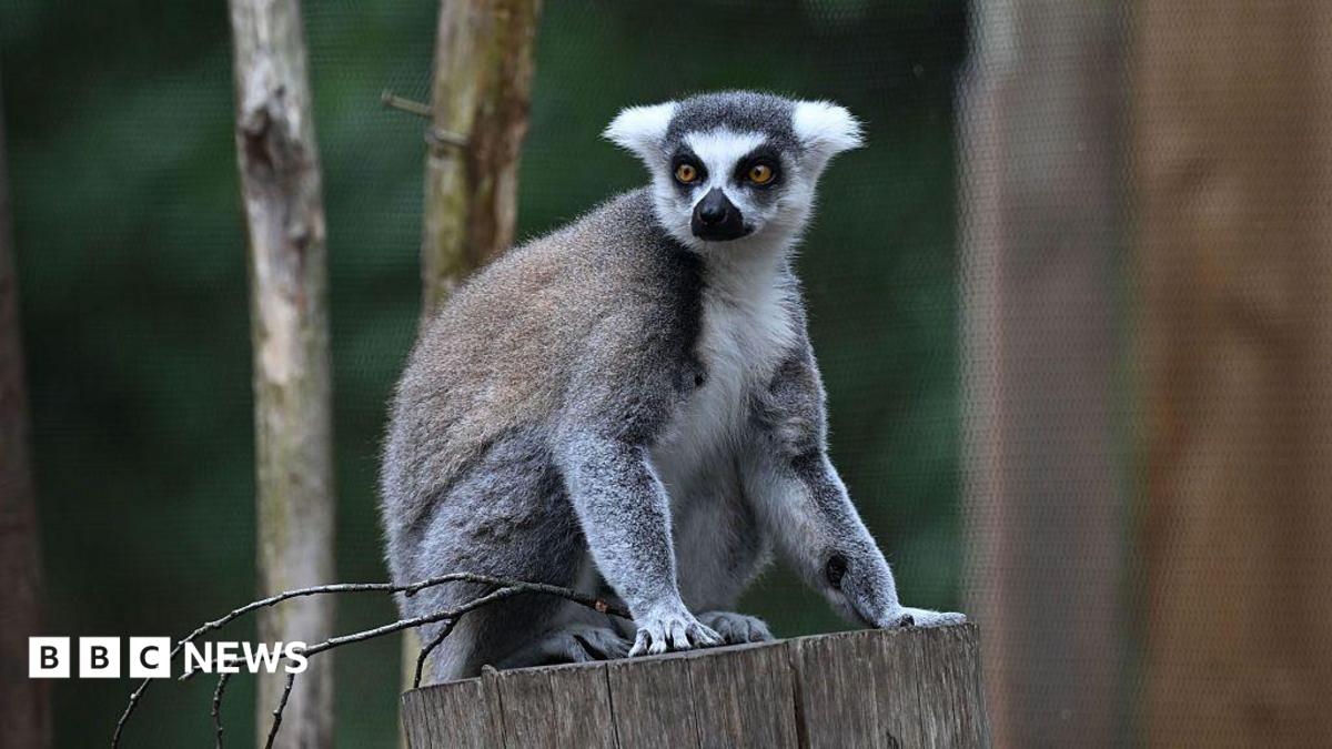 Reading University finds link between primate thumb and brain size ...