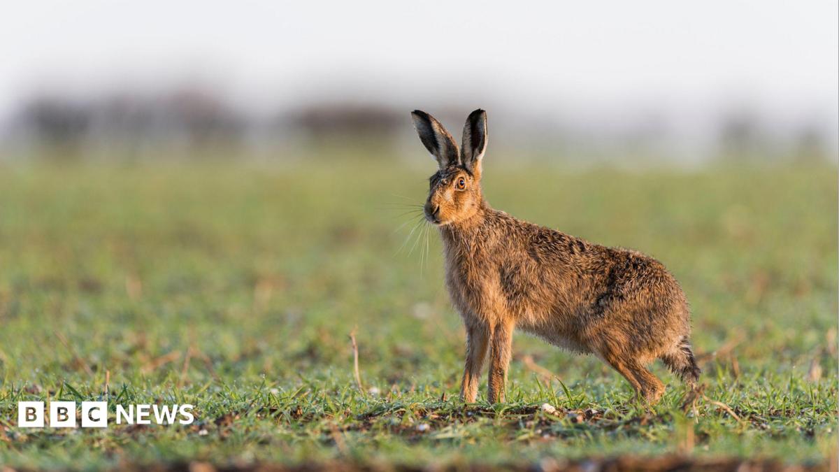 Dogs seized as five held near Digby on suspicion of hare coursing - BBC ...
