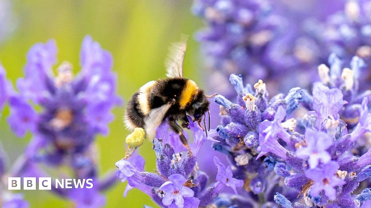 Stressed bees make pessimistic choices, Newcastle Uni study finds - BBC ...
