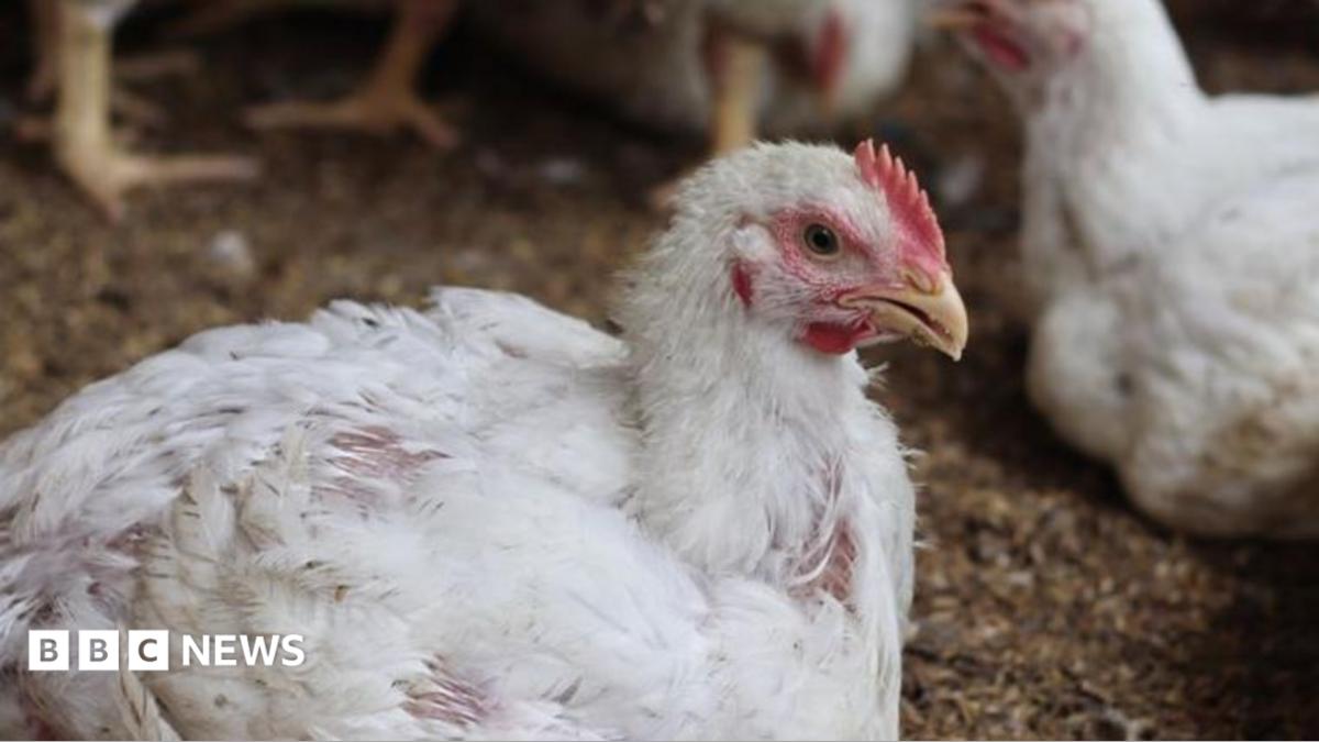 Bird flu: Housing order comes into force across Northern Ireland - BBC News
