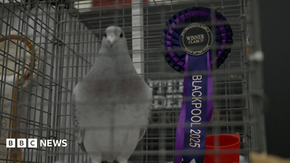 Pigeon fanciers flock to Blackpool for British Homing World Show - BBC News