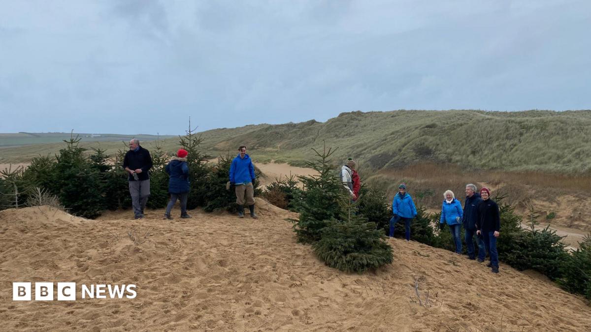 Christmas tree appeal to shore up Constantine Bay sand dunes - BBC News