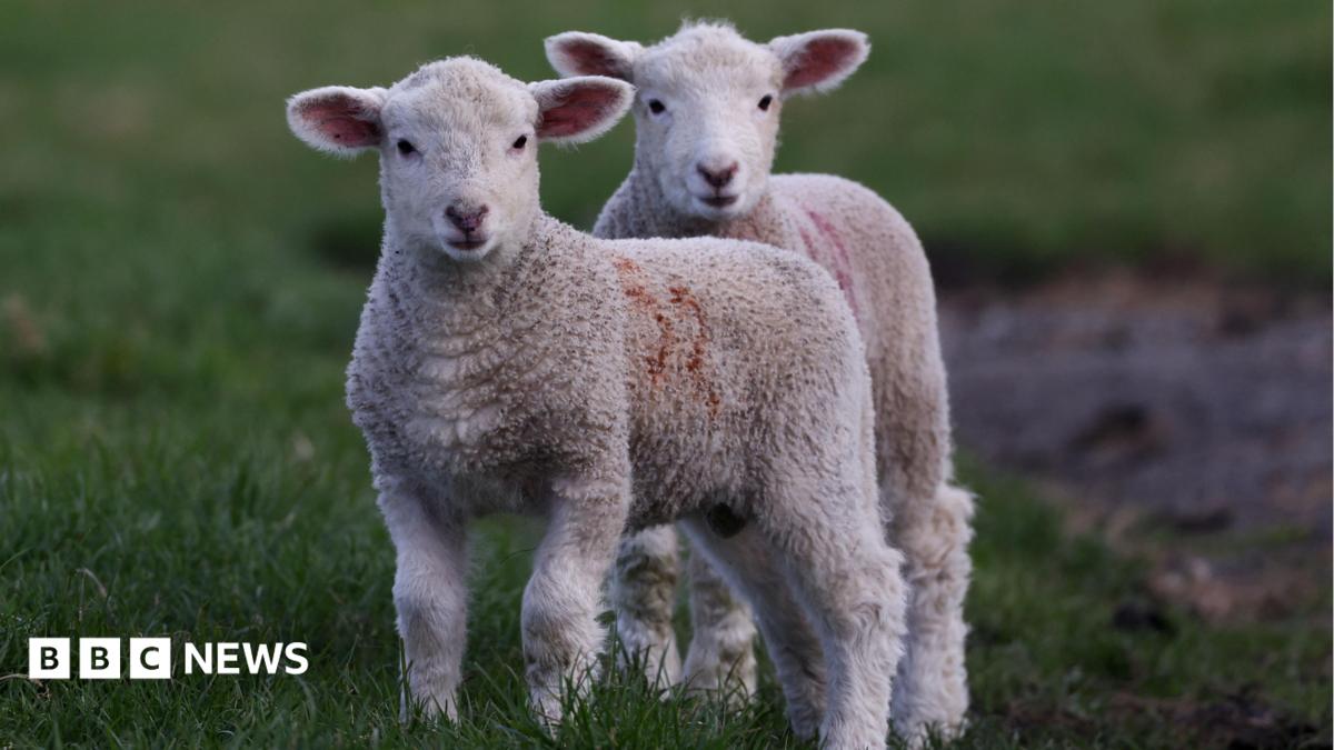 Wesham: Lambs injured in dog attack as police warn pet owners - BBC News