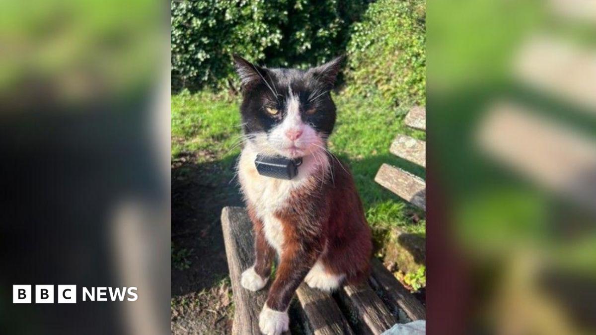 Tributes paid to cat who 'brought joy to everyone' - BBC News