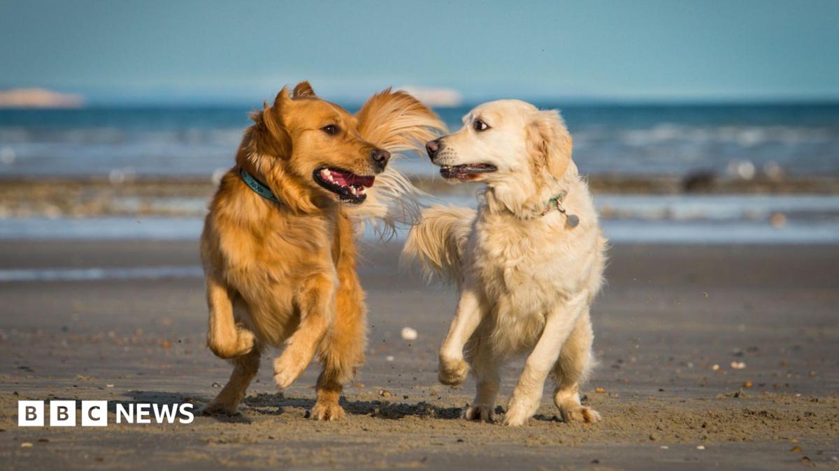 Hastings: Ban on dogs on beaches all year round lifted - BBC News