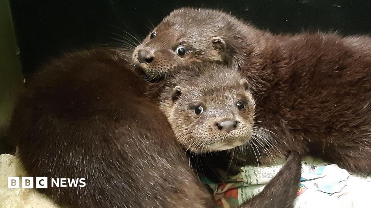Orphaned otter cubs to be re-released into wild at River Ouse site ...