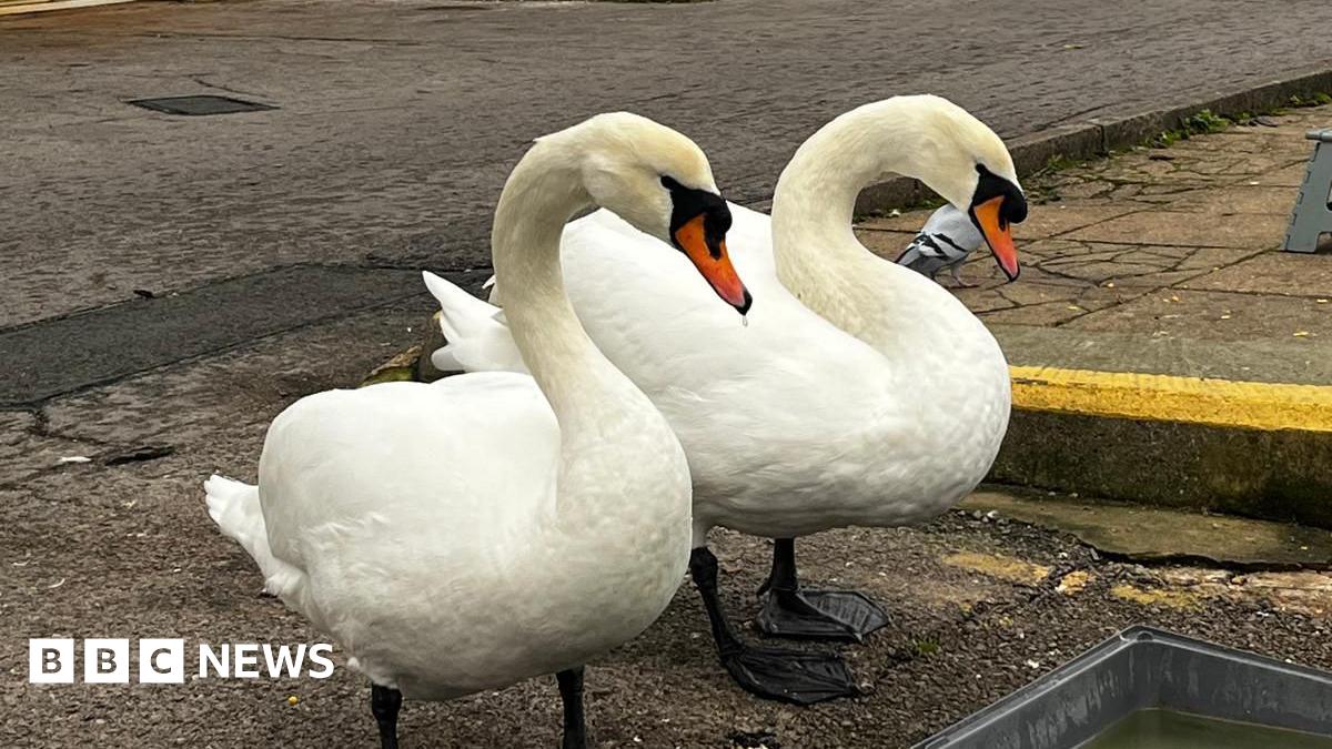 The Unexpected Hero: A Morning That Changed the Lives of Nine Swans ...