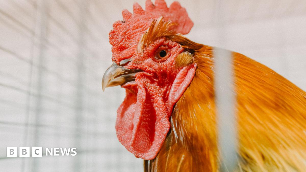 Emyvale: 15 roosters found dead after 'suspected cockfighting' - BBC News