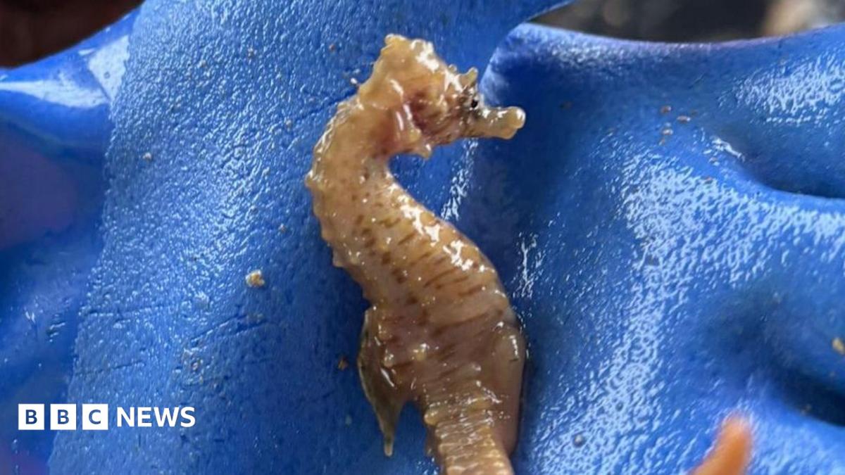 Devon skipper releases seahorse after catching it on fishing pot - BBC News