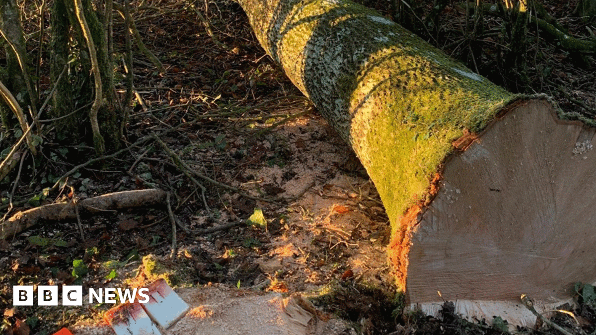 Tree feller fined after Dorset forestry worker crushed - BBC News