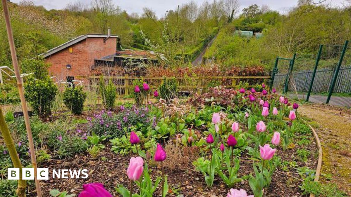 Historic allotments handed back to council amid rising costs - BBC News