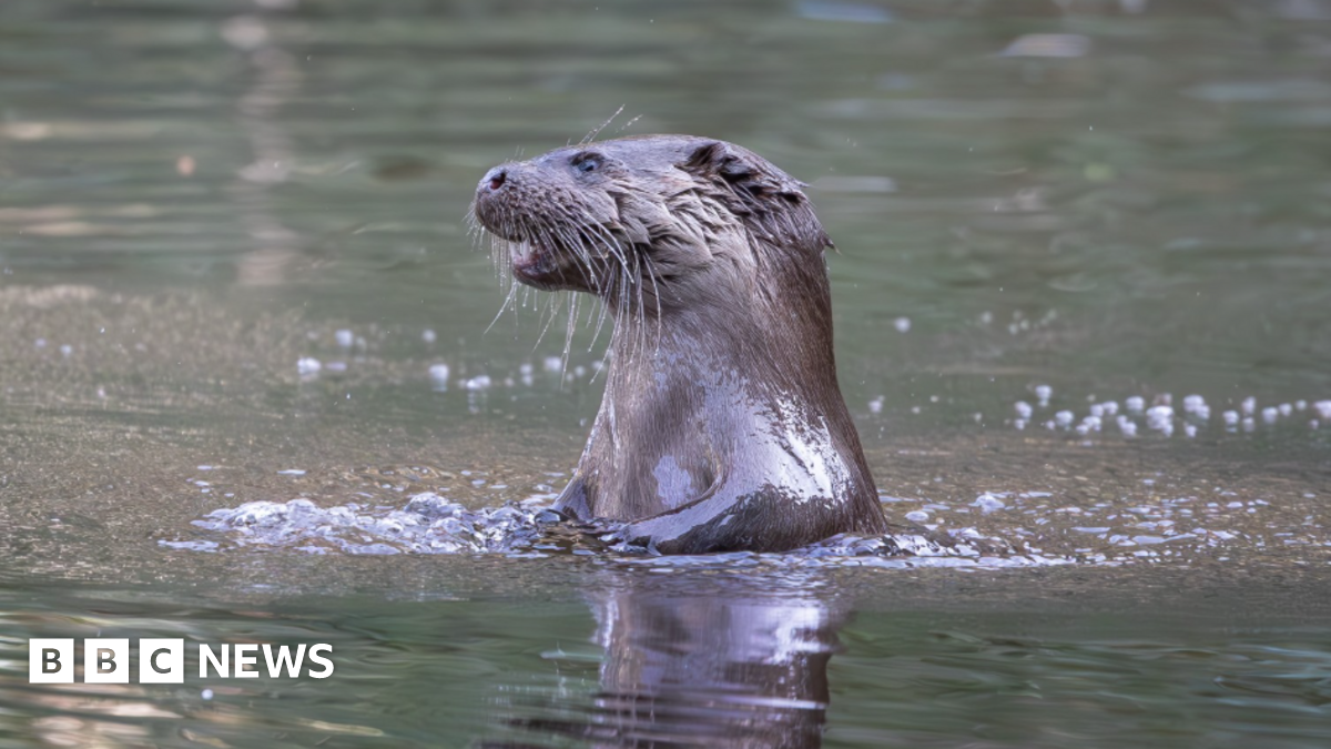Otter sightings draw crowds to Bradford's riverbanks - BBC News