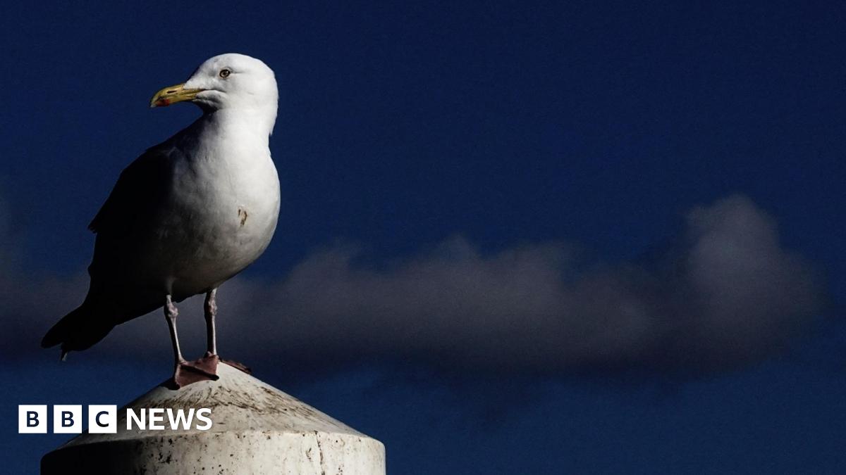 Wild seagull in Newquay tests positive for bird flu - BBC News