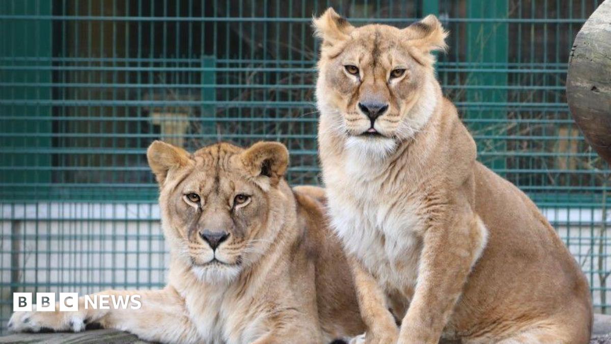 Ukraine lionesses get 'second chance at life' at Scottish Zoo - BBC News