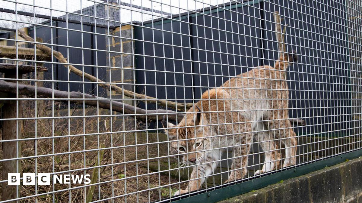 Shepreth Wildlife Park welcome back lynx after animal rescue - BBC News