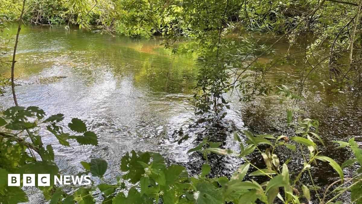 Climate change leads to River Lea chalk stream restoration - BBC News