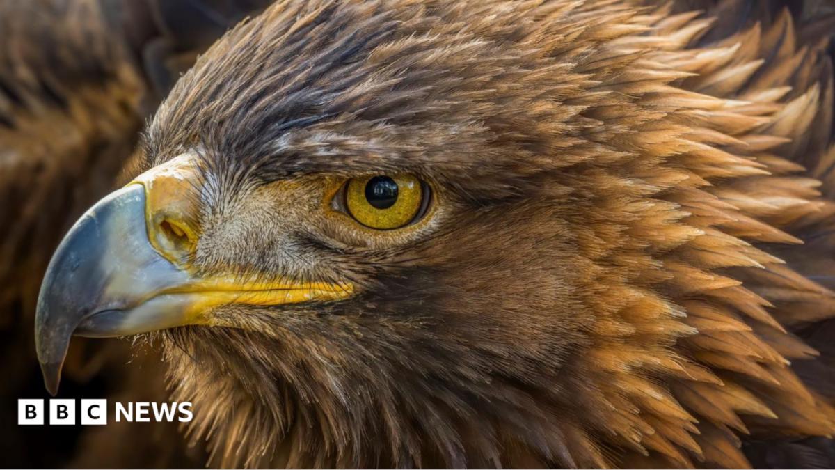 Dead golden eagle found in plastic bag near Stirling - BBC News