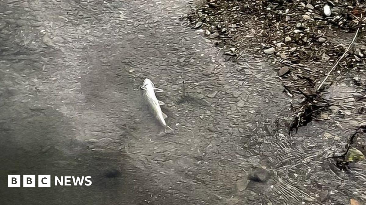 Mold: River Alyn pollution levels fall after Synthite factory fire ...