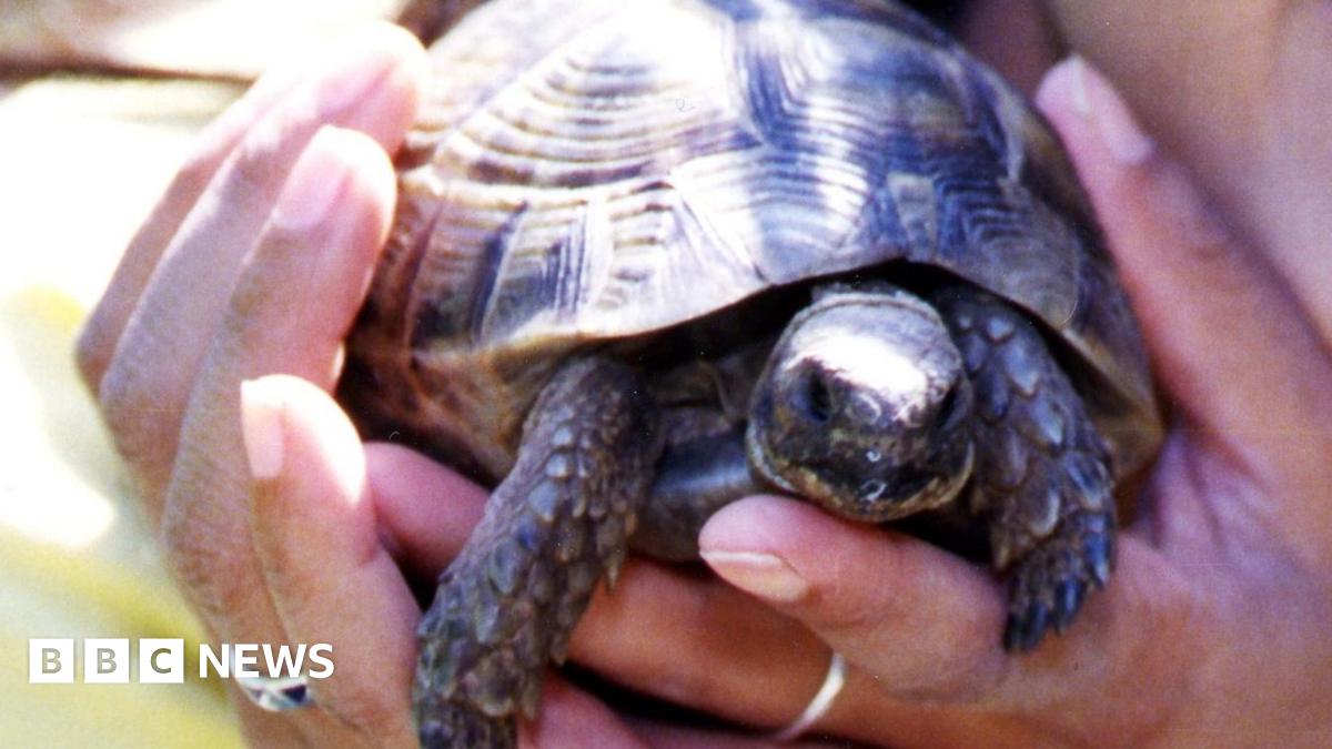 Dead tortoise dumped in tiny cage at Leicester park - BBC News