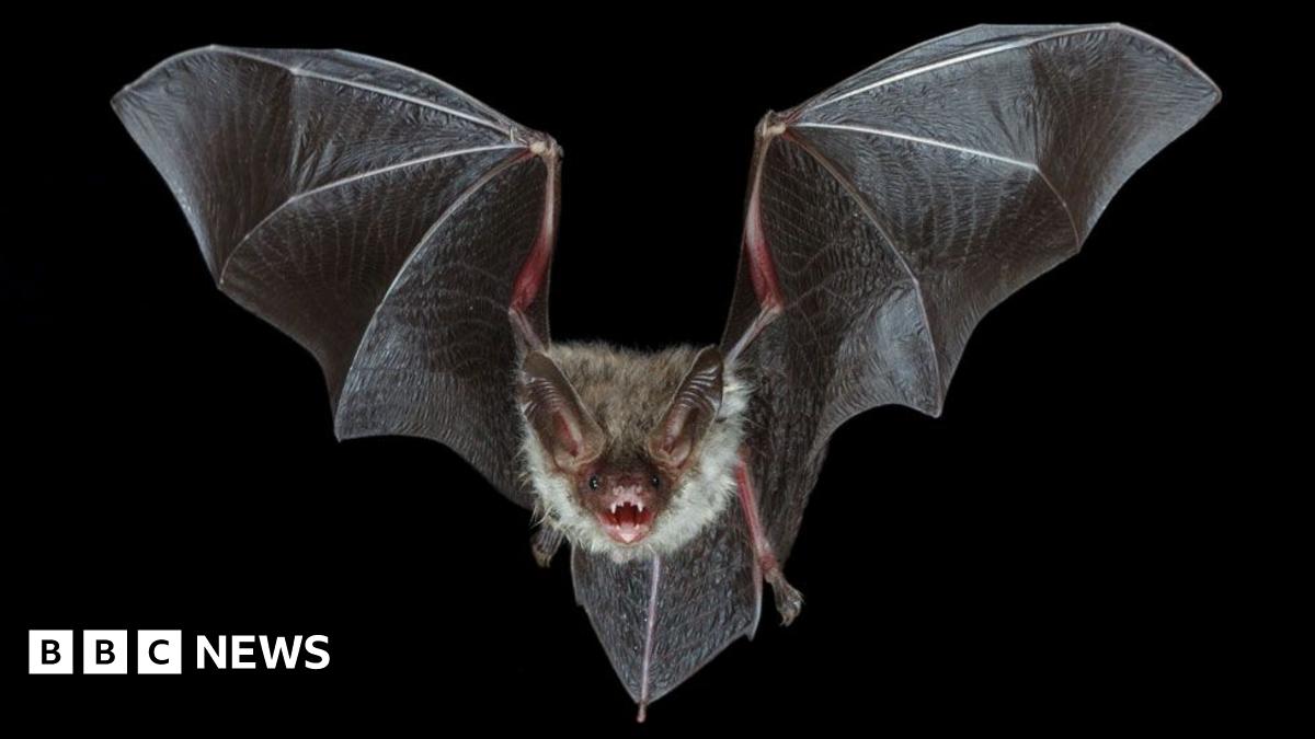 Why does it cost £100m for HS2 to protect bats? - BBC News