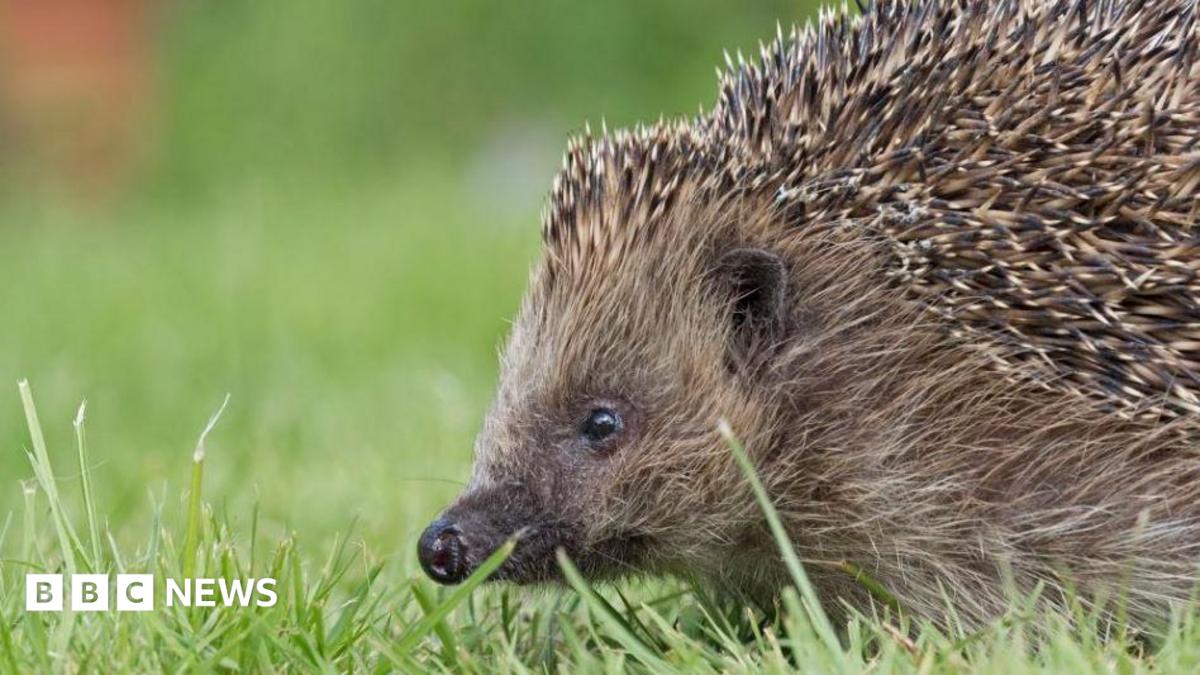 The prickly problem of hedgehogs in the Outer Hebrides - BBC News