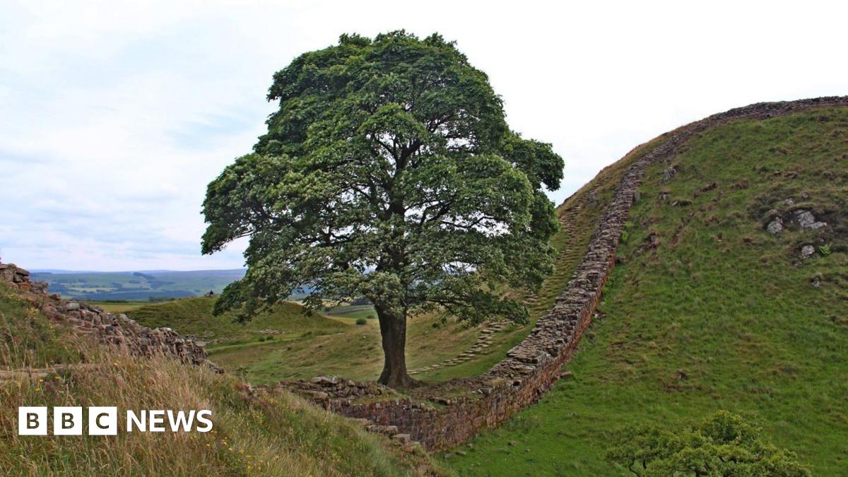 Saplings from famous sycamore tree to take root in Derbyshire - BBC News
