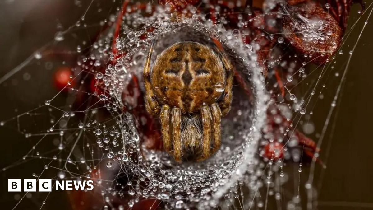 BBC News quiz of the week: What award did this sleepy spider win a 10 ...