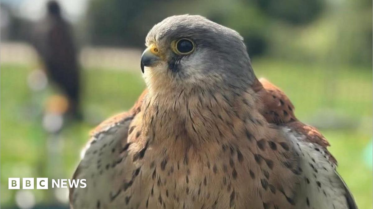 Appeal in Bracknell to find missing kestrel spooked by magpies - BBC News