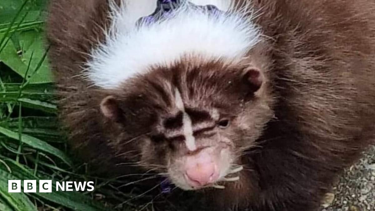 Escaped pet skunk Wiggy 'taking a holiday' in Essex - BBC News