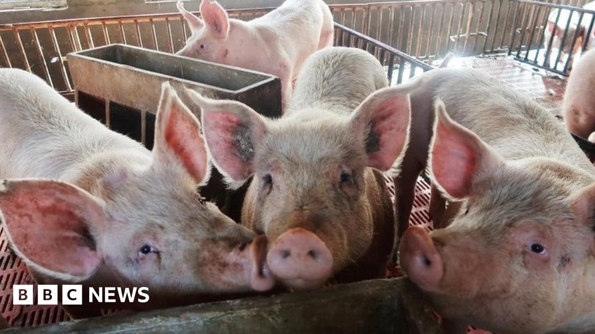 Is it cruel to stun animals with carbon dioxide? - BBC News