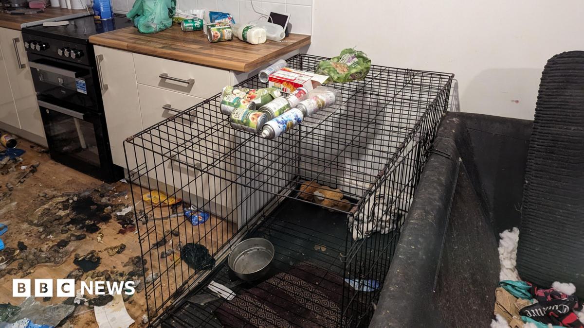 Woman avoids jail for 'shocking' neglect dog death - BBC News