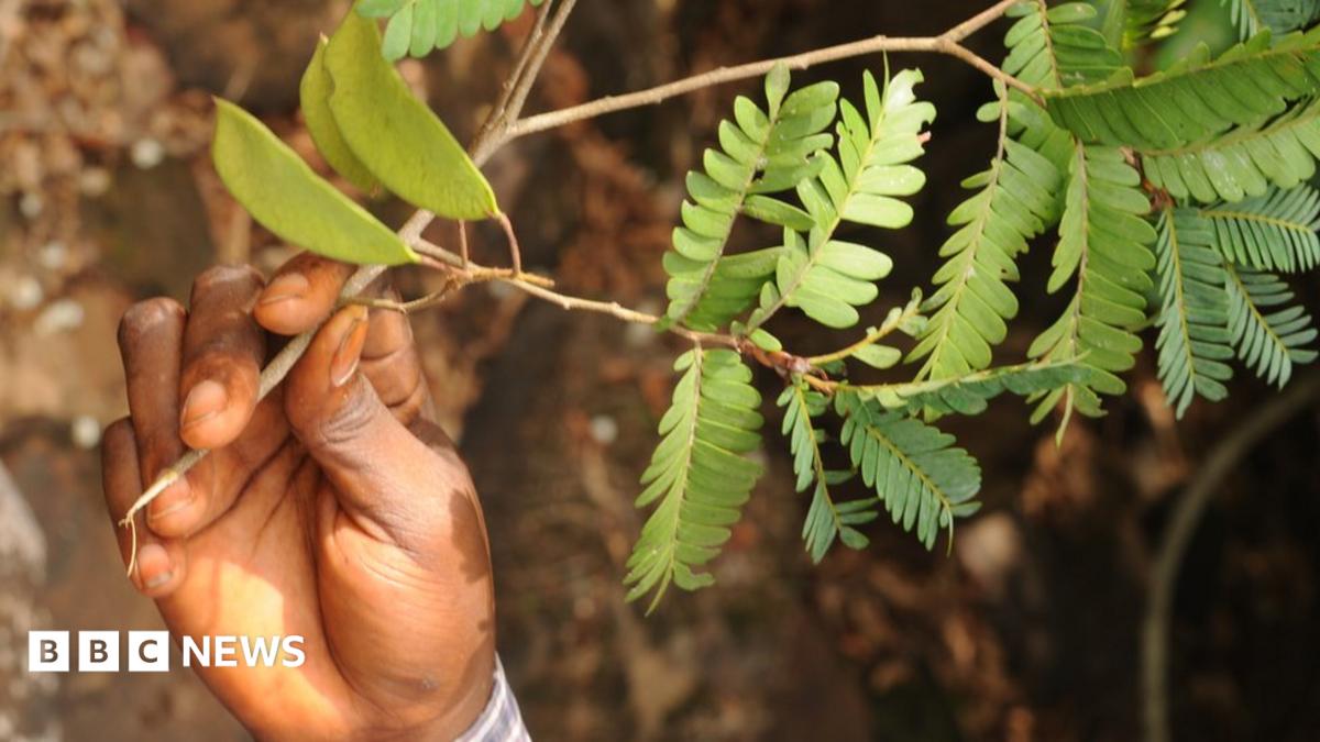 The secret life of plants: Ten new species found this year - BBC News
