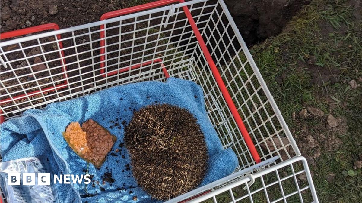Leeds firefighters rescue hedgehog which fell down drain - BBC News