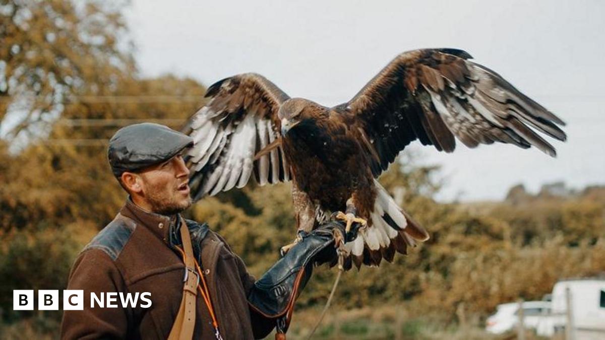 Hawk Walks: Golden eagle escapes from falconry enclosure - BBC News