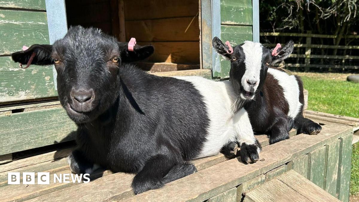 Goats stolen from Amersham farm attraction for second time - BBC News