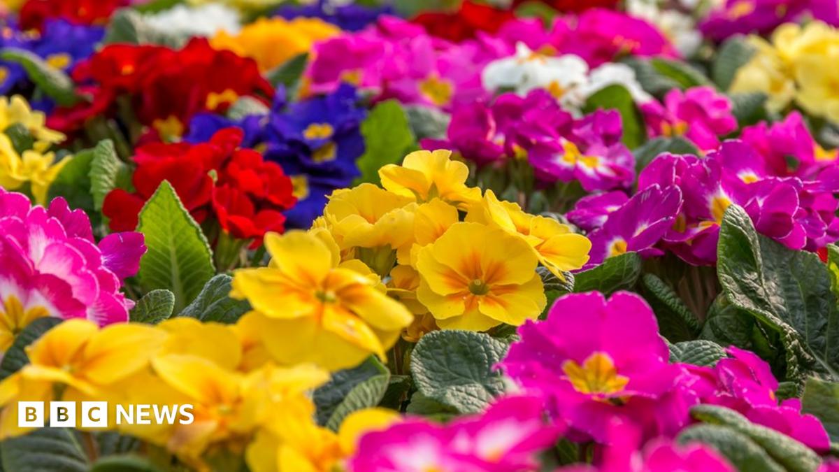 How flowering plants conquered the world - BBC News