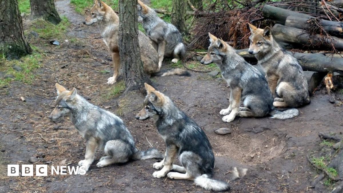 What big ears you've got: Park's wolf pups growing up - BBC News