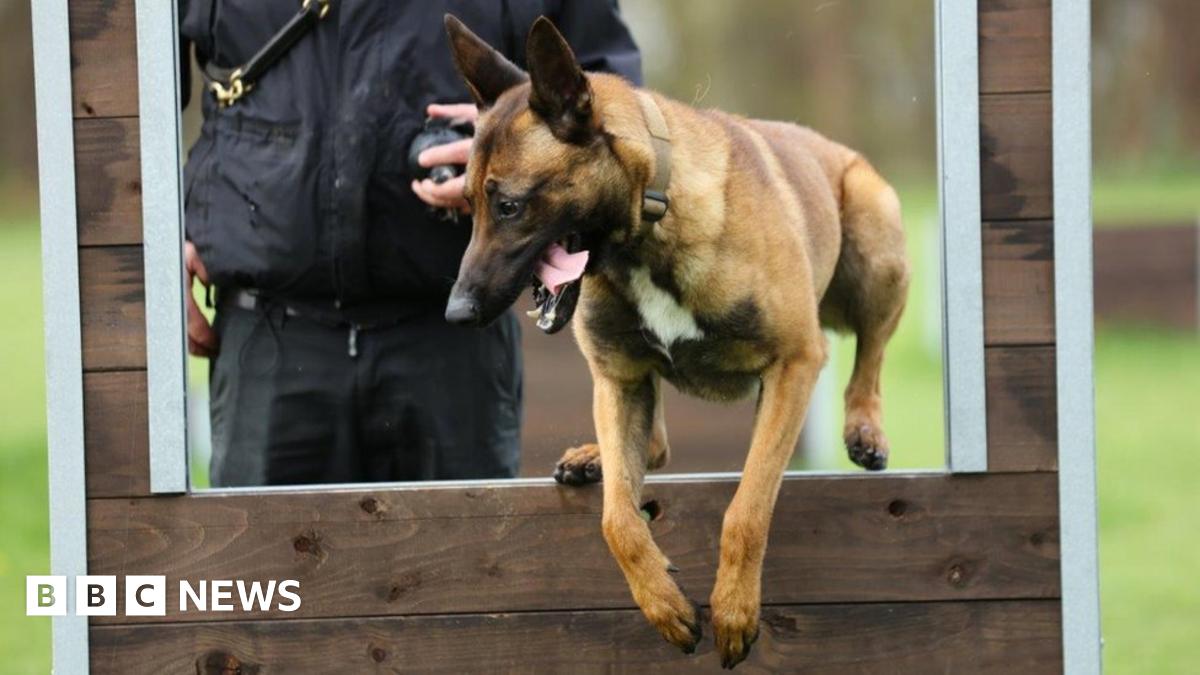 Stray dog who had 'tough start to life' joins Nottinghamshire Police ...