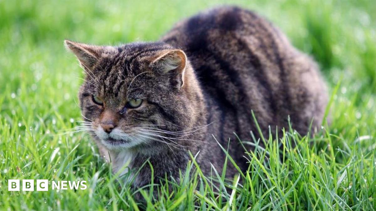 Wind farm legal challenge over wildcats thrown out - BBC News