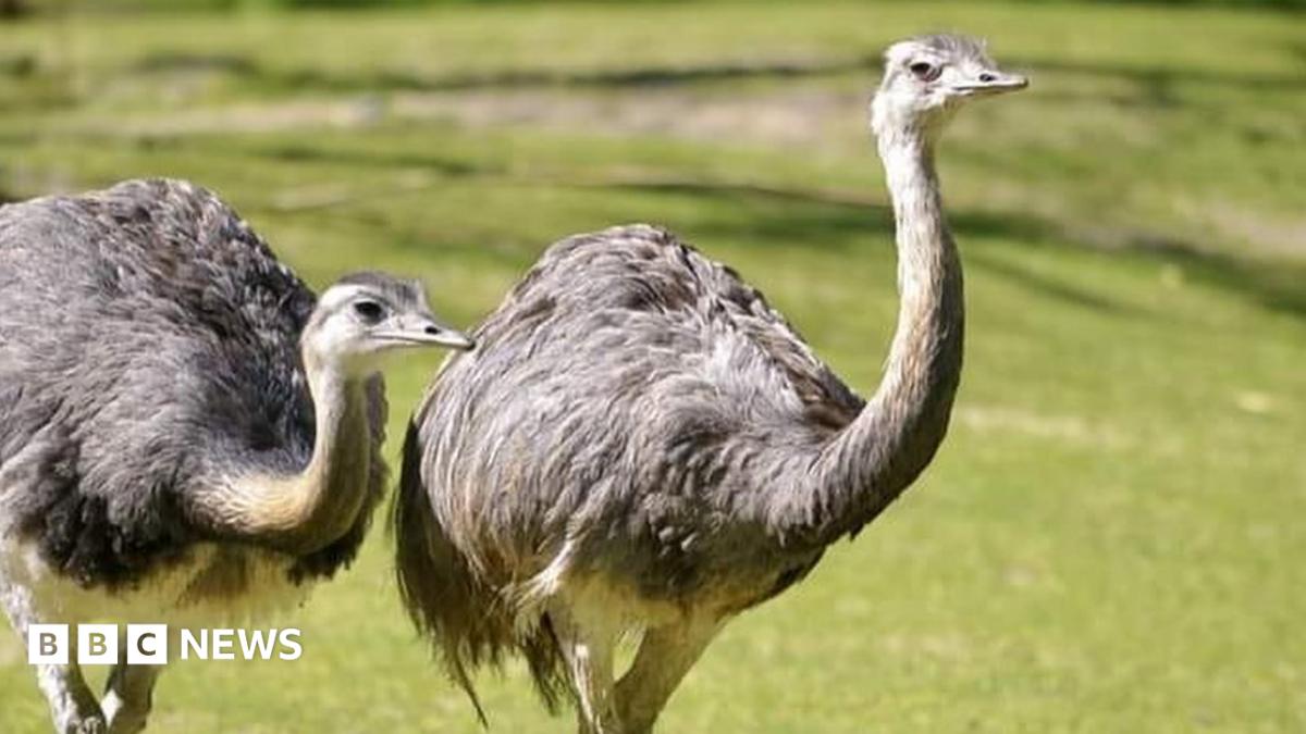 Rhea on the run in Suffolk caught after four months' freedom - BBC News
